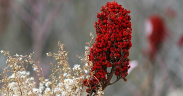 20 Very Exotic Spices of the Culinary World - The People’s Gourmet